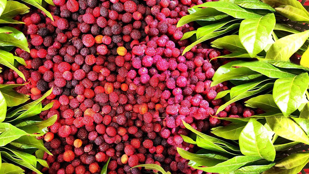 Kafal: The Himalayan Berry That Tastes Like Childhood | Buransh Tales ...
